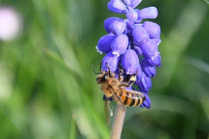 Le Muscari - reseau-biodiversite-abeilles