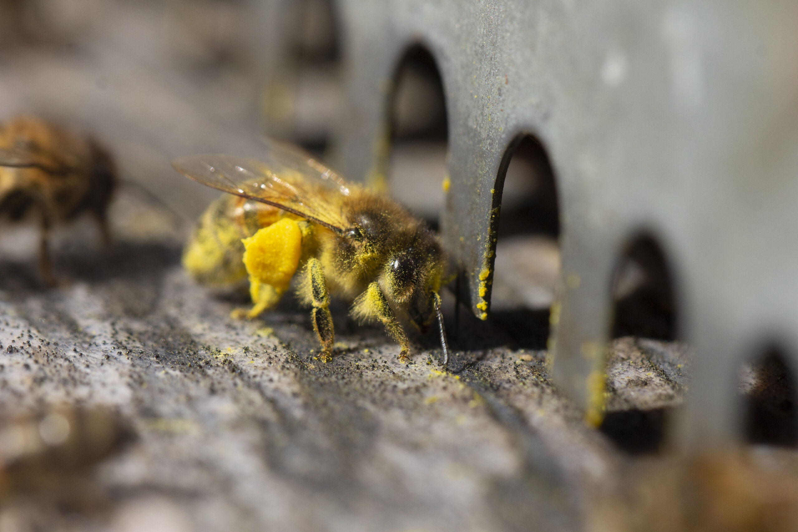 La butineuse - reseau-biodiversite-abeilles