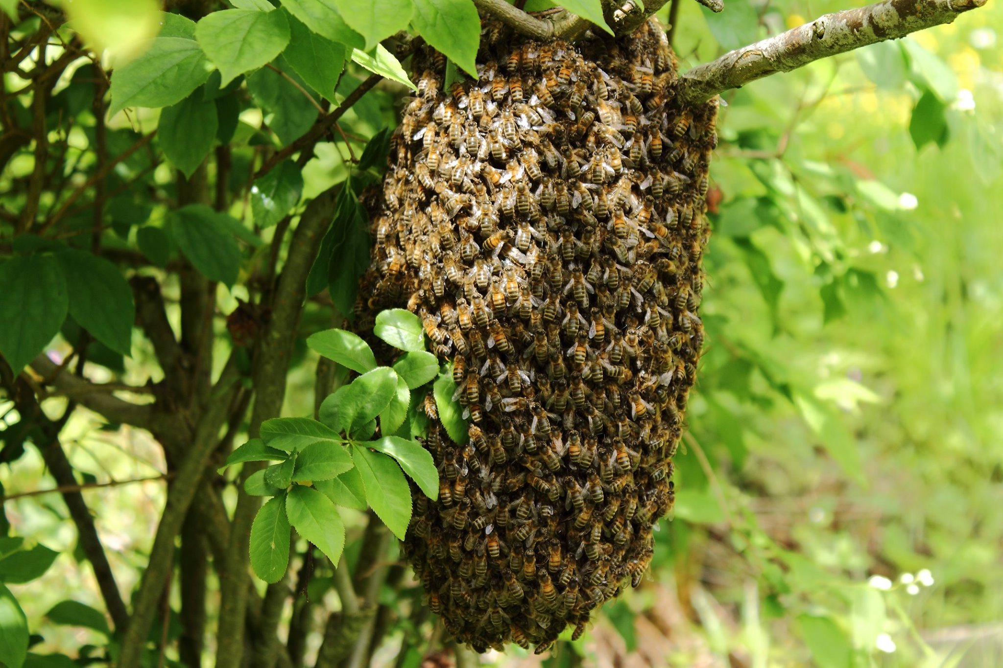 L'essaimage - reseau-biodiversite-abeilles