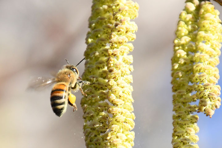 Le Noisetier commun - reseau-biodiversite-abeilles