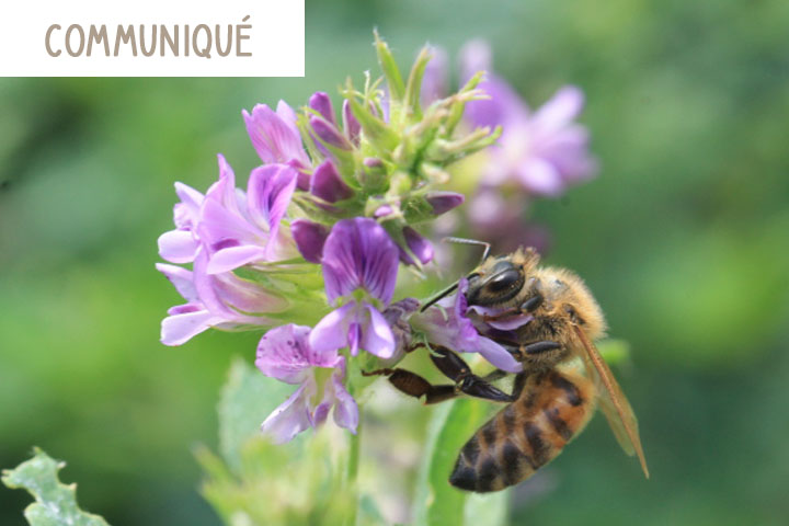 La luzerne pour nourrir les abeilles ! - reseau-biodiversite-abeilles