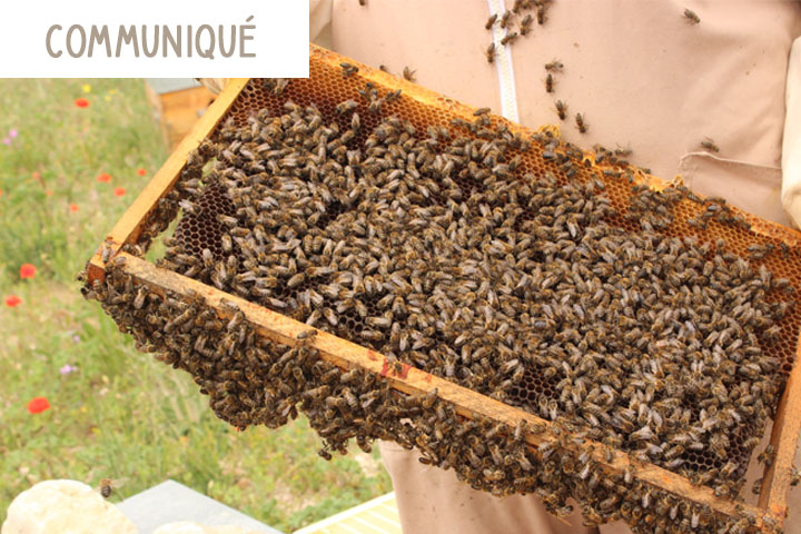 Crise persistante de l'apiculture en 2022 : "trop c'est trop !" - reseau-biodiversite-abeilles