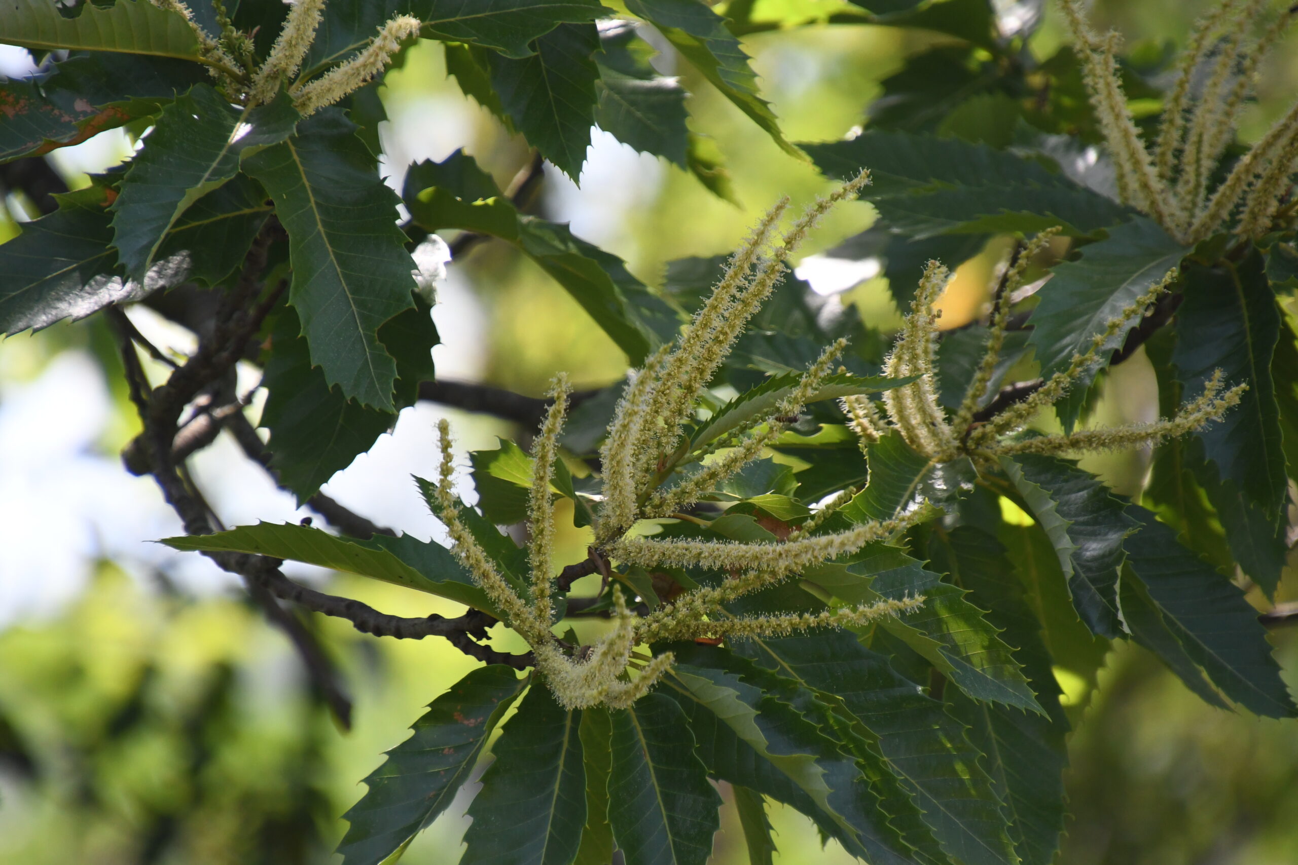 Le Châtaignier - reseau-biodiversite-abeilles