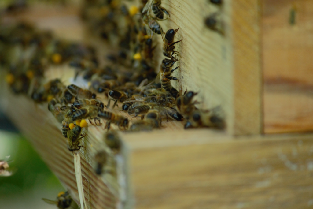 À moi, la peur! - reseau-biodiversite-abeilles